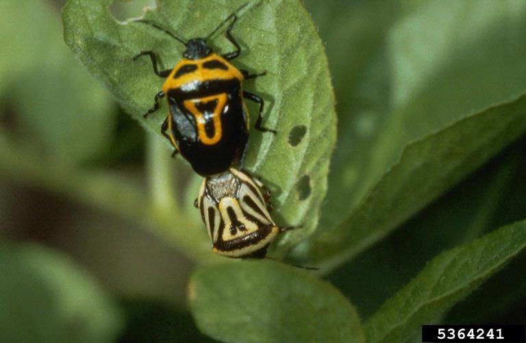 HPIPM:Harliquin Bug - Bugwoodwiki