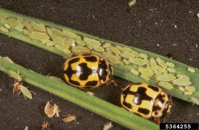 fourteen-spotted lady beetle (Propylea quatuordecimpunctata (Linnaeus ...