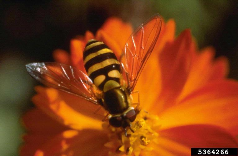 syrphid or flower flies (Family Syrphidae)