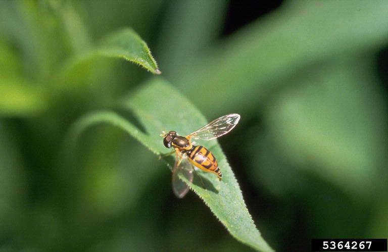 syrphid or flower flies (Family Syrphidae)