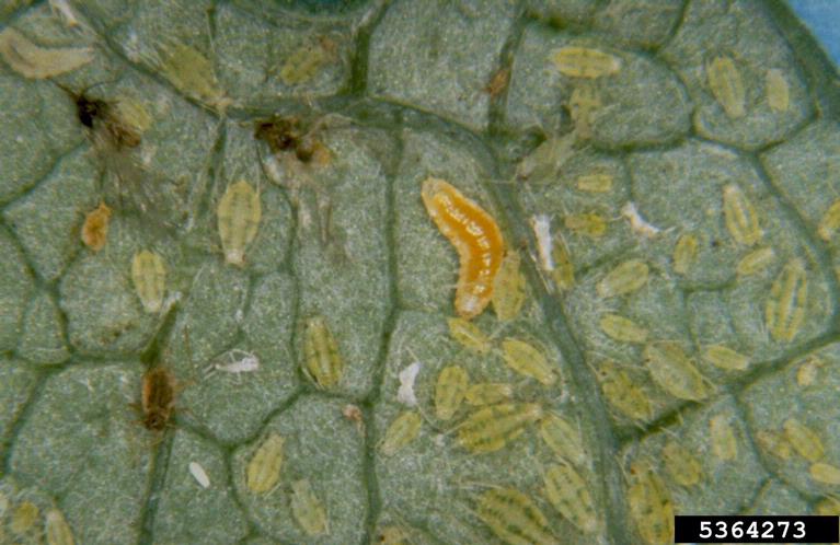 aphid predatory midge (Aphidoletes aphidimyza)