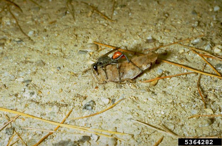 Sphecid wasps (Genus Prionyx)