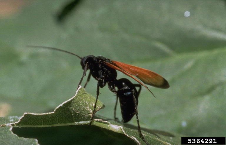 tarantula hawks (Genus Pepsis)
