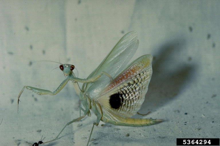 mantids (Family Mantidae) (Family Mantidae)