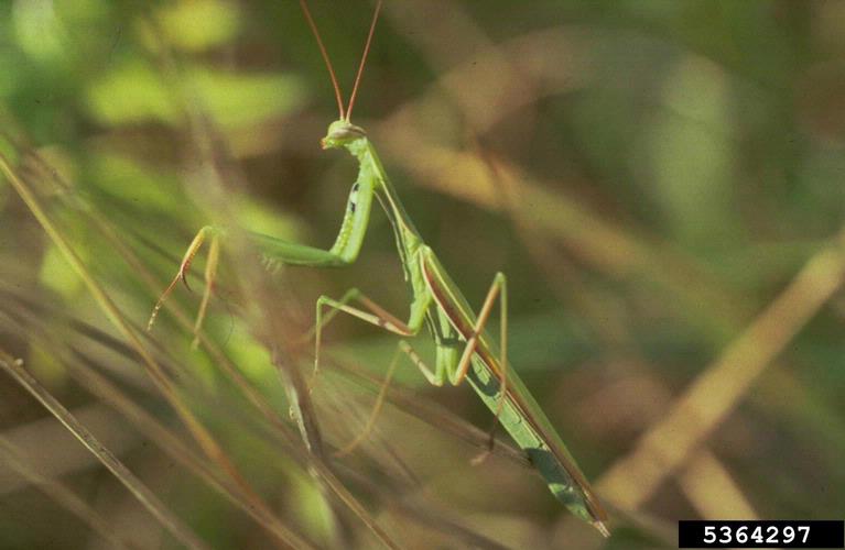 European mantid (Mantis religiosa (Linnaeus 1758))