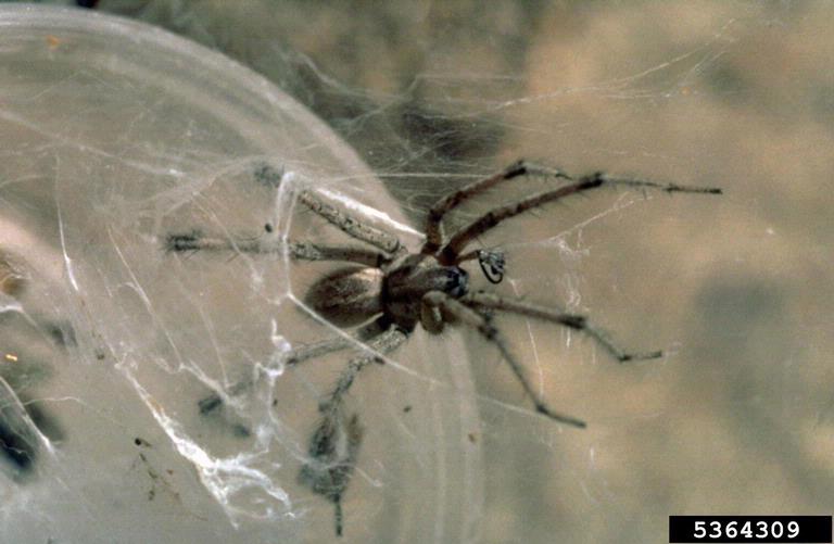 funnel web spider (Genus Agelenopsis Giebel, 1869)