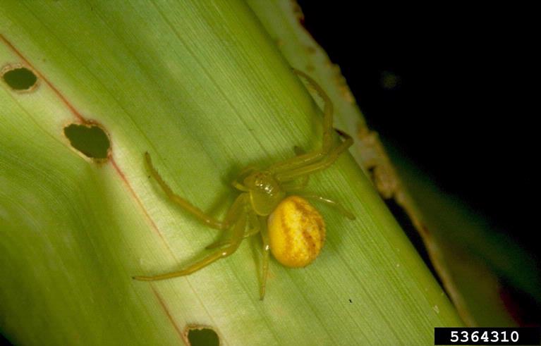 crab spiders (family Thomisidae) (Family Thomisidae)