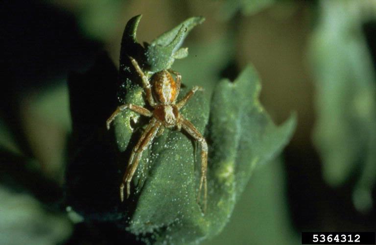 crab spiders (family Thomisidae) (Family Thomisidae)