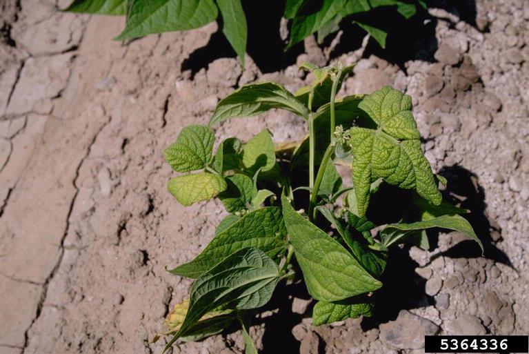 beet curly top virus (BCTV) (Hybrigeminivirus Beet curly top virus)