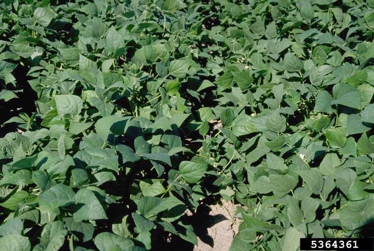 common bean (Phaseolus vulgaris L.)