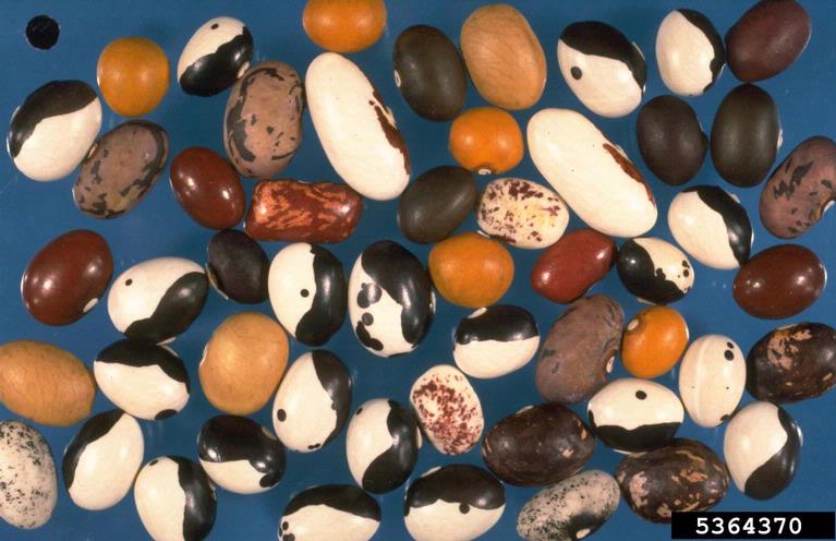 common bean (Phaseolus vulgaris L.)