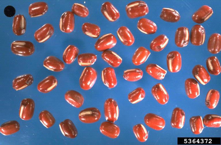adzuki bean (Vigna angularis (Willd.) Ohwi & Ohashi)
