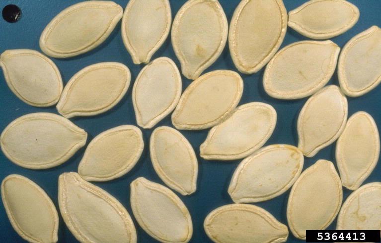 Cucurbita Pepo Seeds