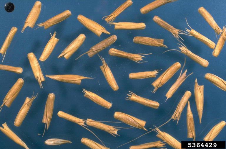 jointed goatgrass (Aegilops cylindrica Host)