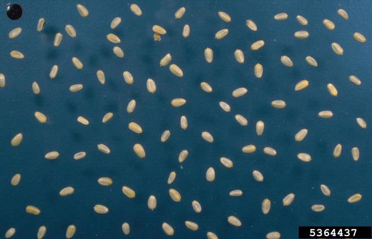 Russian knapweed (Rhaponticum repens)