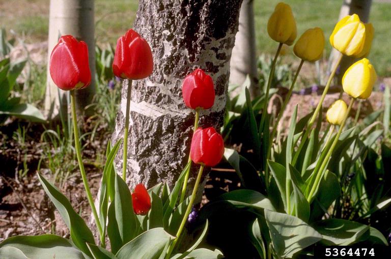 tulip (Genus Tulipa L.)