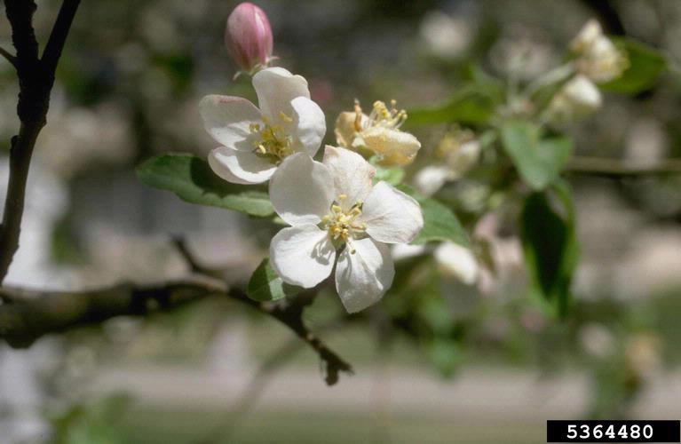apple (Malus domestica)
