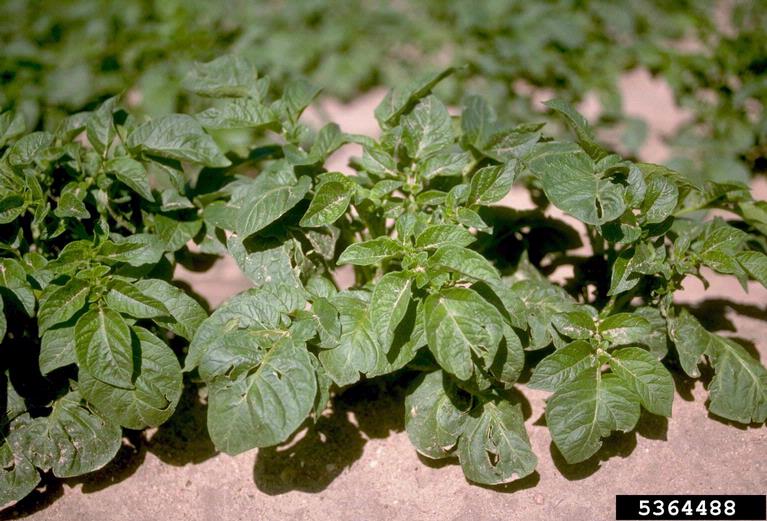 potato (Solanum tuberosum)