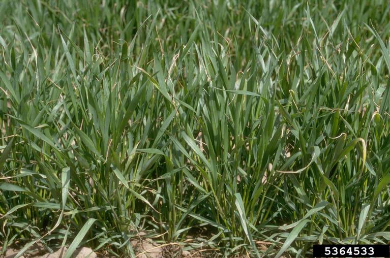 common wheat (Triticum aestivum L.)
