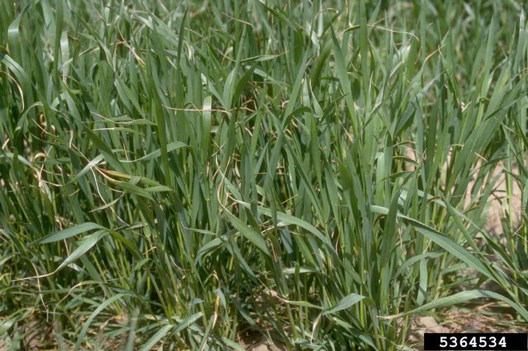 common wheat (Triticum aestivum L.)