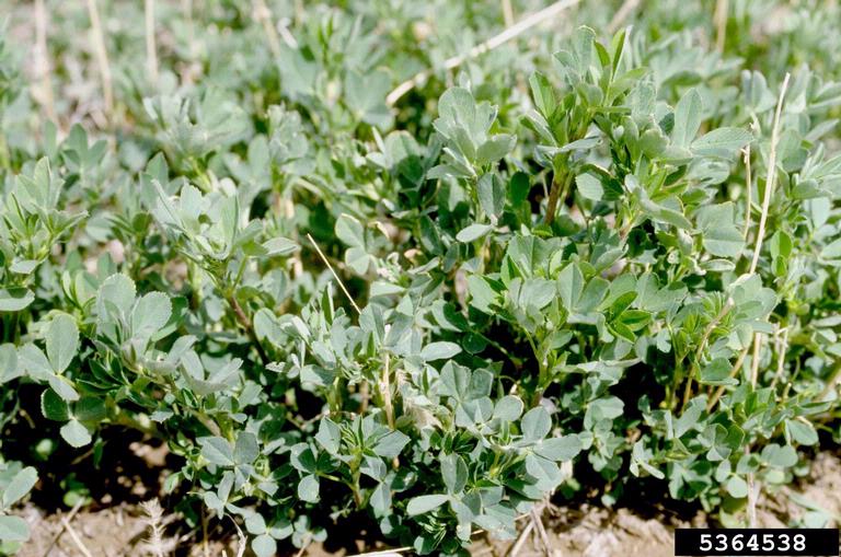 alfalfa (Medicago sativa L.)