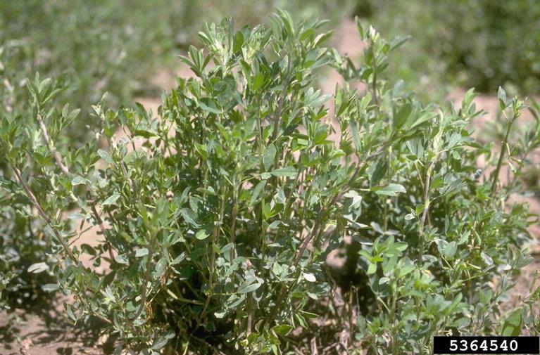 alfalfa (Medicago sativa L.)
