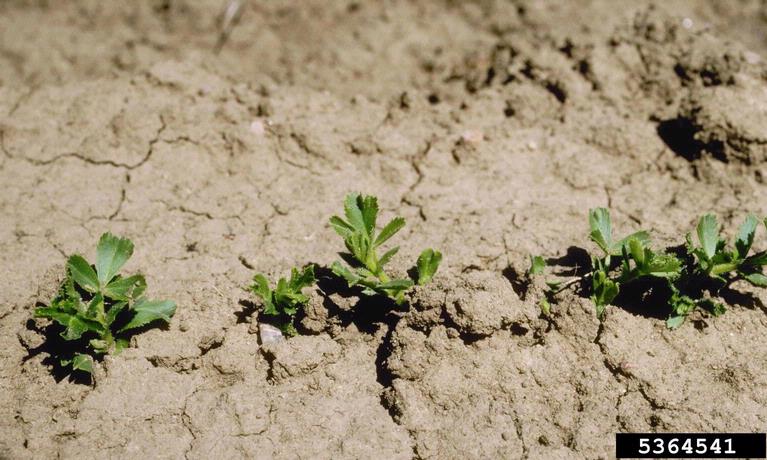 chickpea (Cicer arietinum)