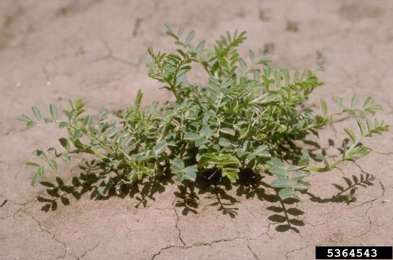 chickpea (Cicer arietinum)