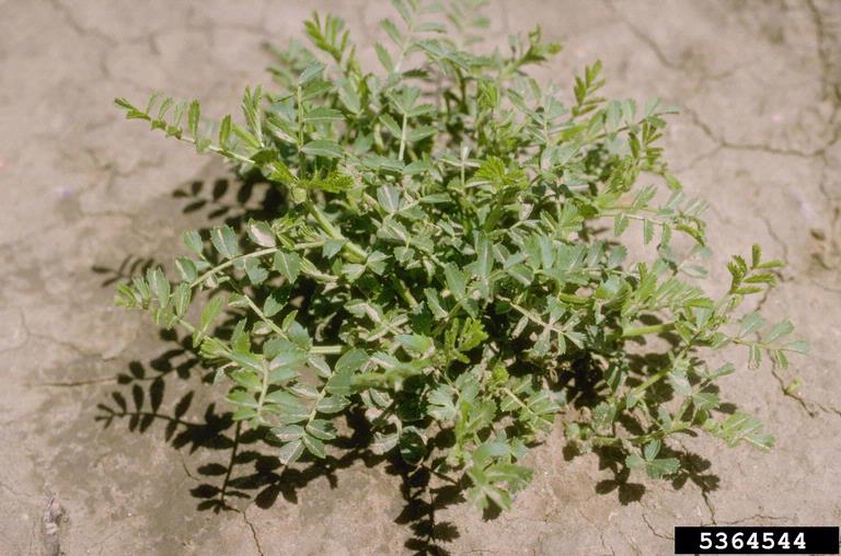 chickpea (Cicer arietinum)