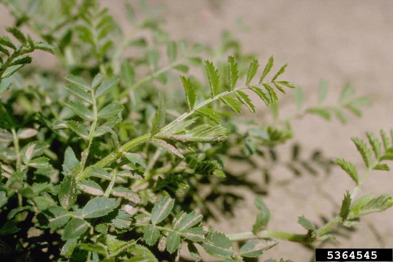 chickpea (Cicer arietinum L.)