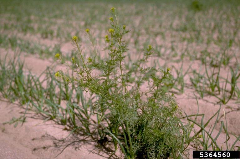 mustards, crucifers (Family Brassicaceae)