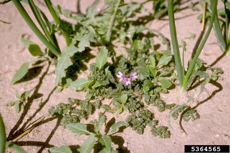 redstem stork's bill (Erodium cicutarium ssp. cicutarium (L.) L'Hér. ex ...