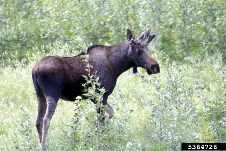 moose (Alces alces Linnaeus)