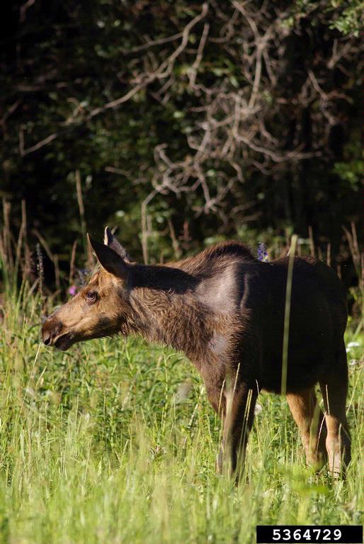 moose (Alces alces Linnaeus)