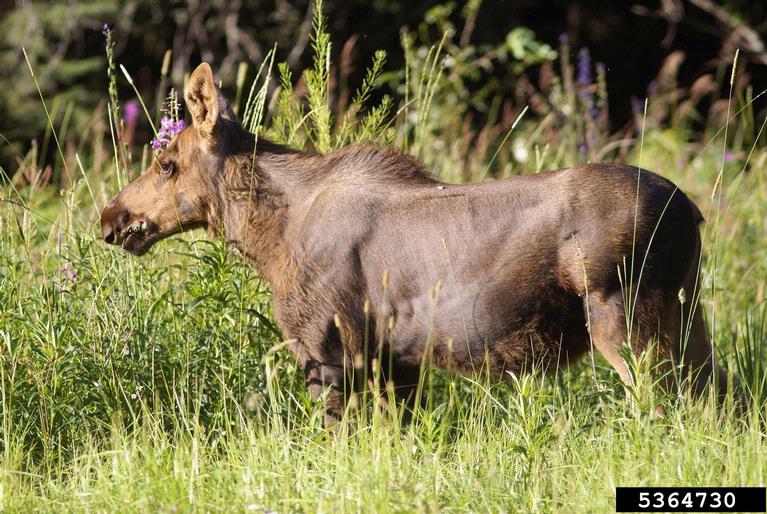moose (Alces alces Linnaeus)