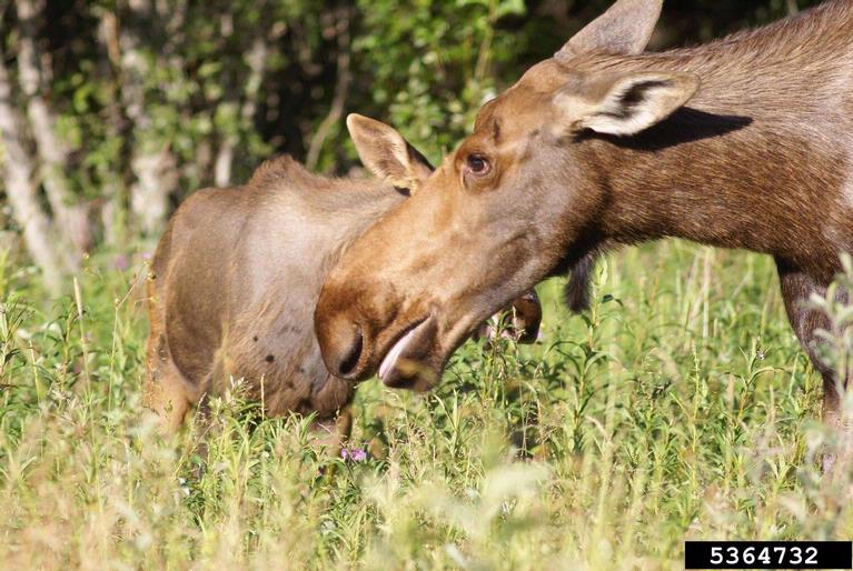 moose (Alces alces Linnaeus)