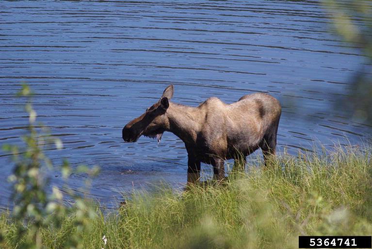 moose (Alces alces Linnaeus)