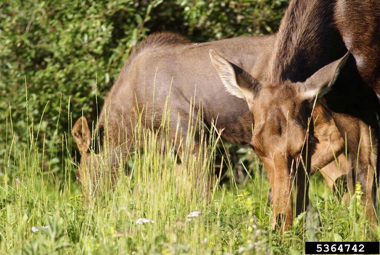 moose (Alces alces Linnaeus)