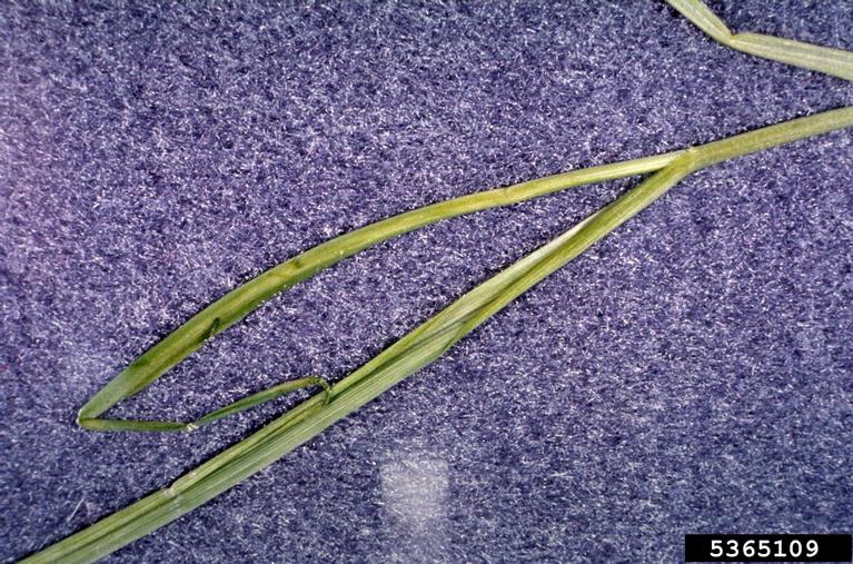 common wheat (Triticum aestivum)