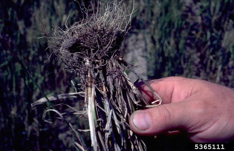 common wheat (Triticum aestivum)