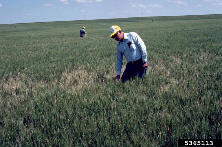 common wheat (Triticum aestivum L.)