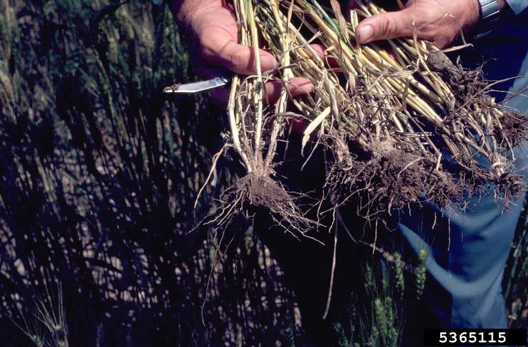 common wheat (Triticum aestivum L.)