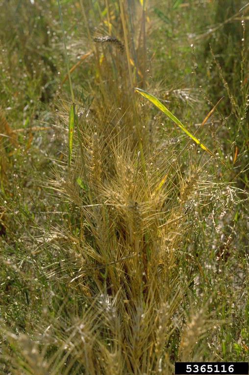 common wheat (Triticum aestivum)