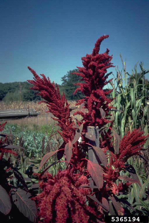 pigweed (Genus Amaranthus)