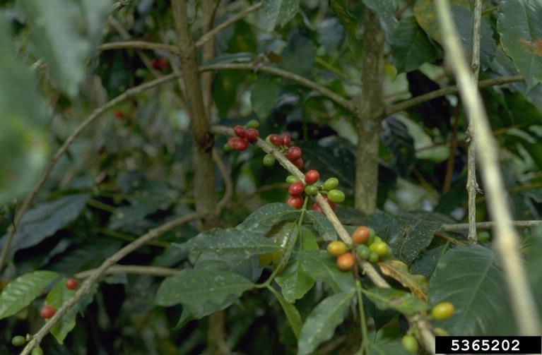 coffee (Genus Coffea L.)