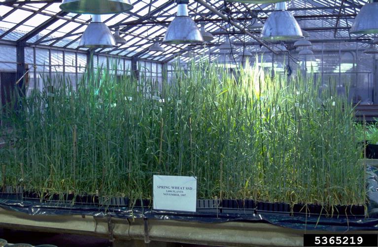common wheat (Triticum aestivum)