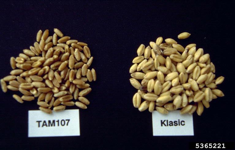 common wheat (Triticum aestivum L.)