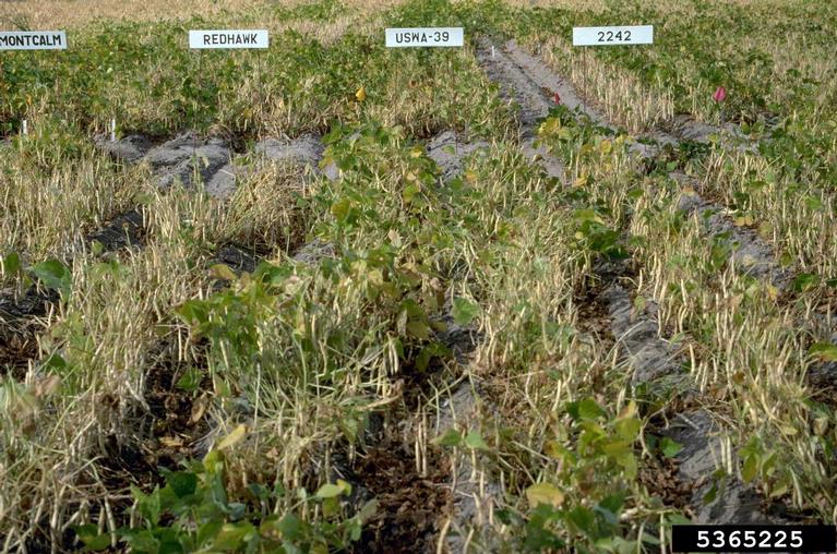 common bean (Phaseolus vulgaris L.)