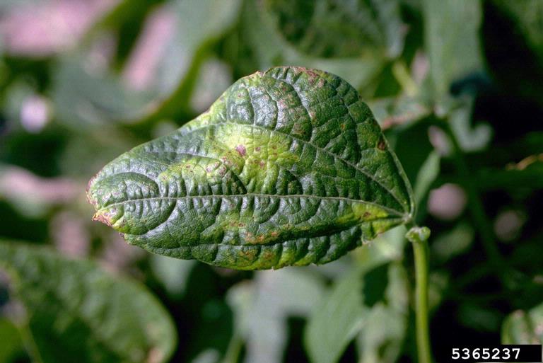 halo blight (Pseudomonas savastanoi pv. phaseolicola)