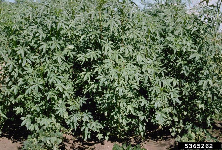 kenaf (Hibiscus cannabinus L.)